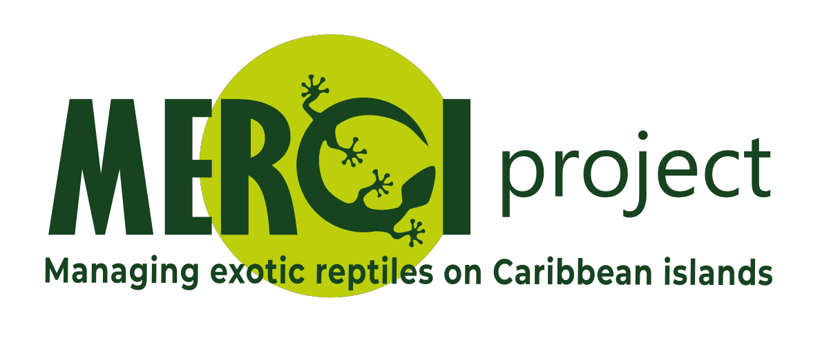 Green Iguana - Merci Project