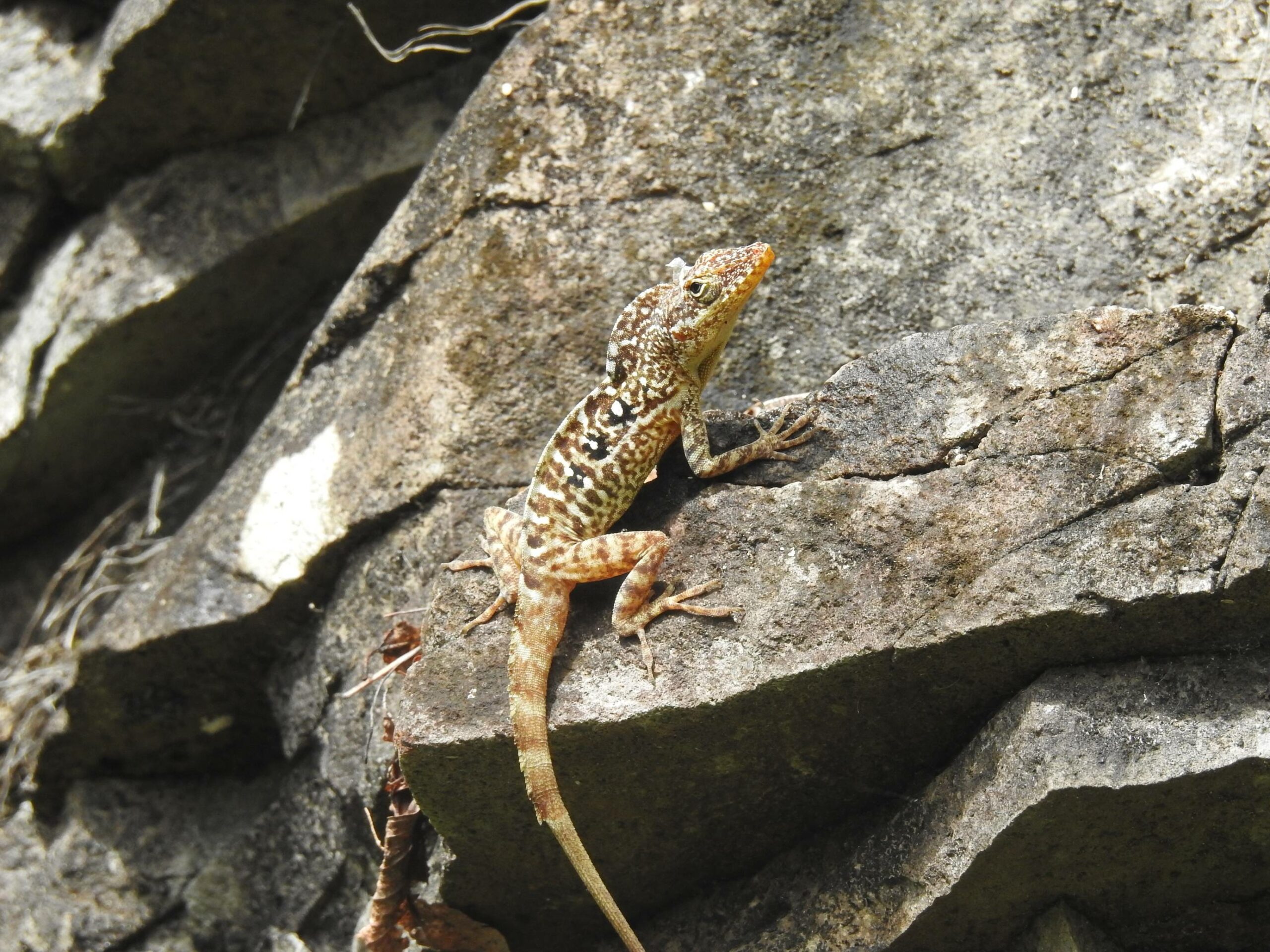 Looking for anole lizards: A mission in Dominica - Merci Project
