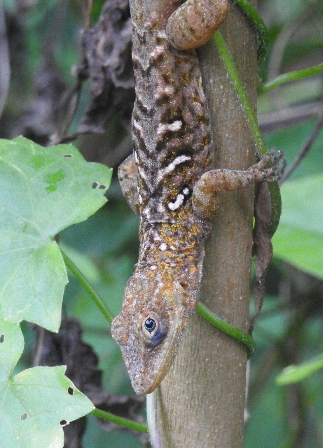 Looking for anole lizards: A mission in Dominica - Merci Project