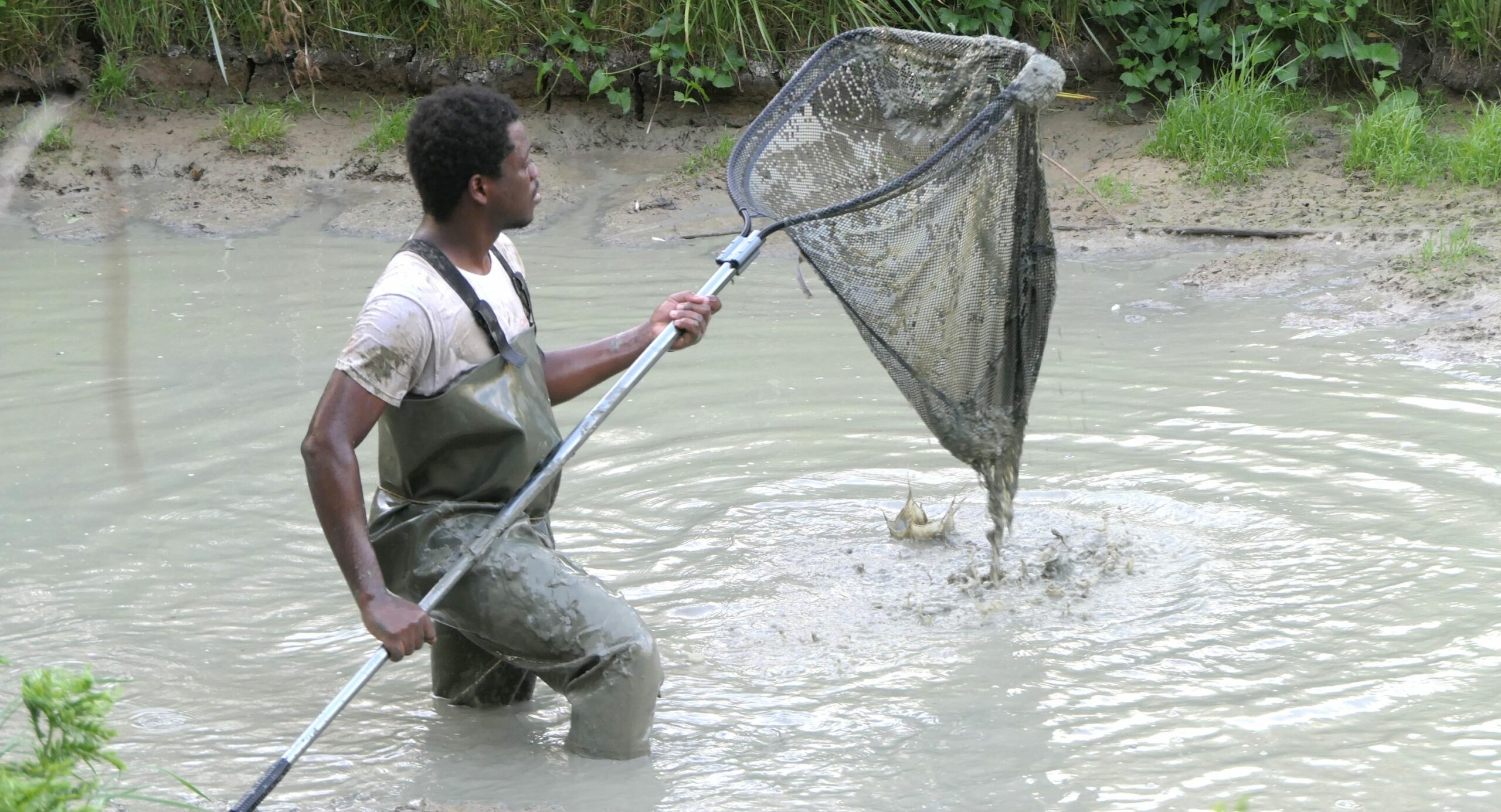 Martinique: a three-week mission to study freshwater turtles - Merci ...