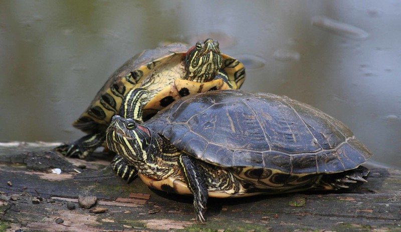 Turtles and geckos: a mission with a double challenge in Martinique ...