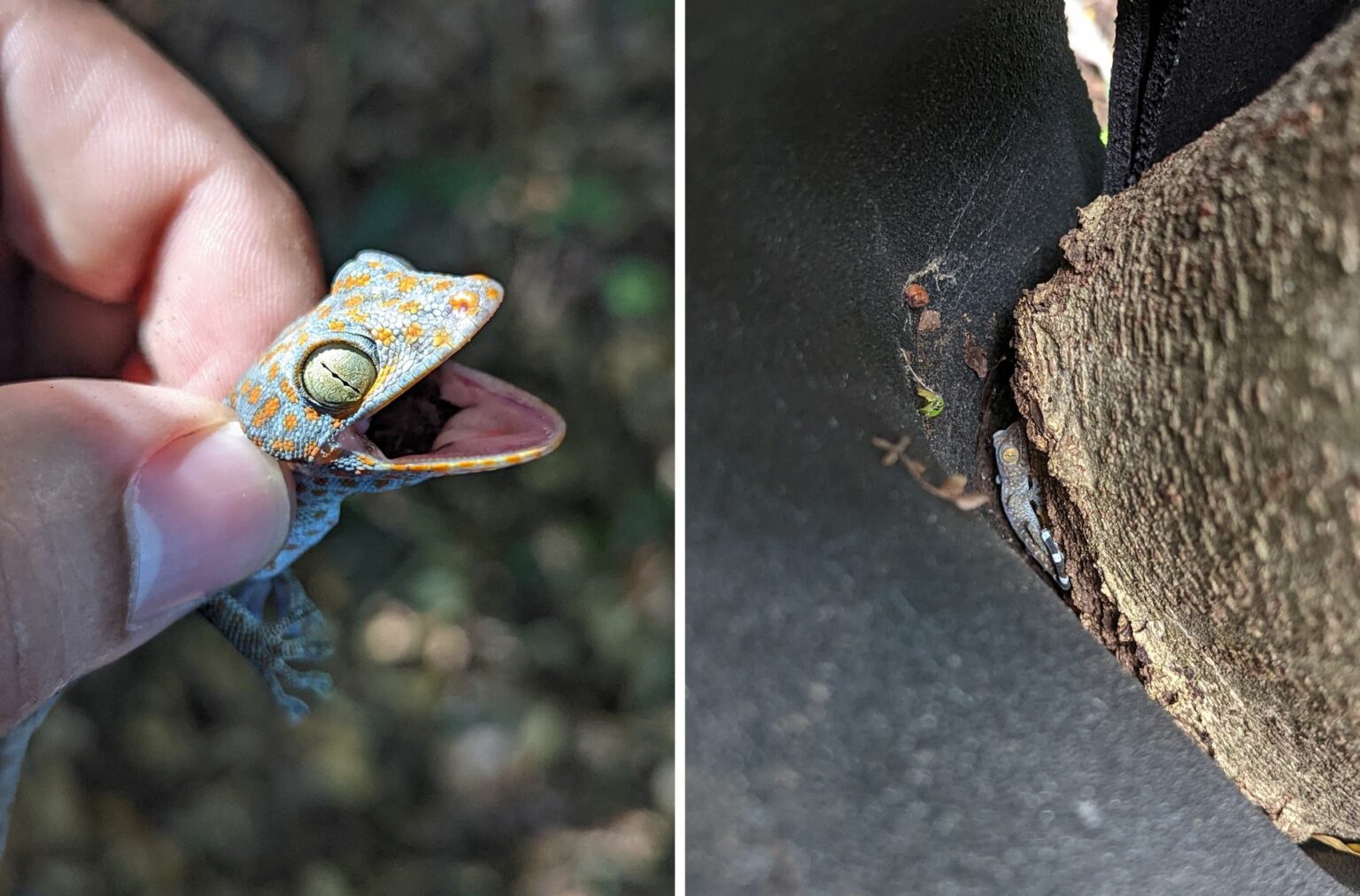 Turtles and geckos: a mission with a double challenge in Martinique ...