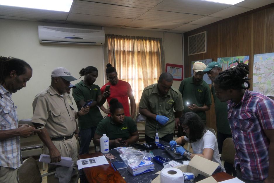 Improving collaboration thanks to Dominican lizards - Merci Project